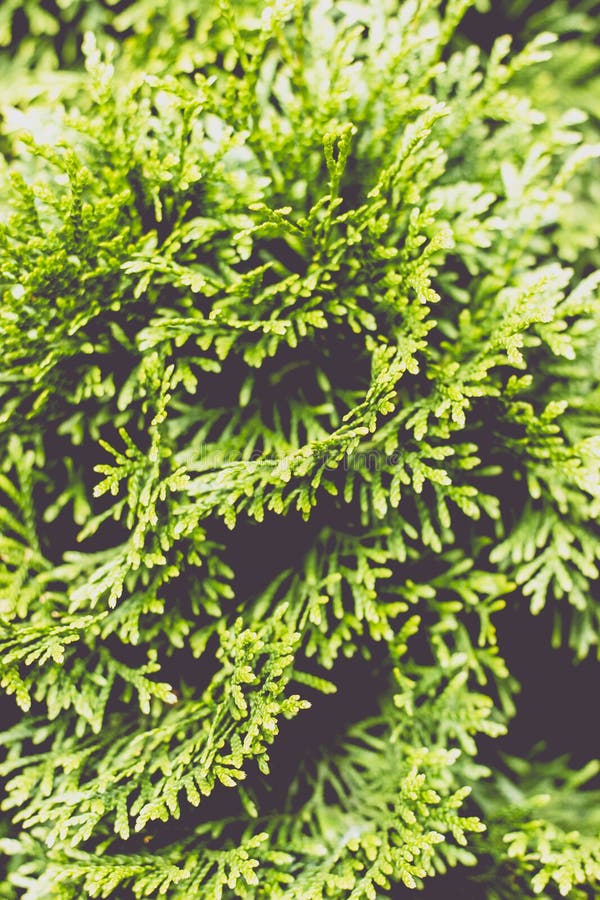 Close Up of a Branch of Thuja Tree; Nature Background Stock Photo ...