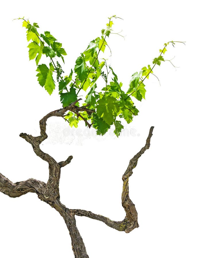 Close Up of Branch on White Stock Photo - Image of branch, leaf: 220572808