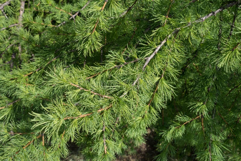 Branch of Larch Tree with Green Cone Stock Image - Image of decorative ...
