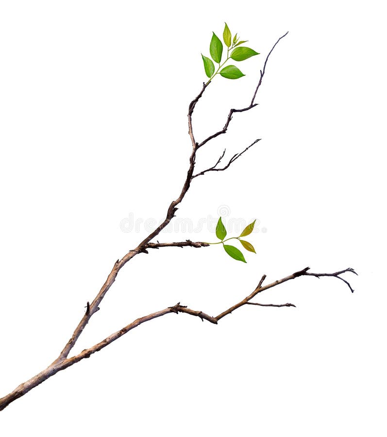 Close up of branch stock image. Image of single, branch - 102727861