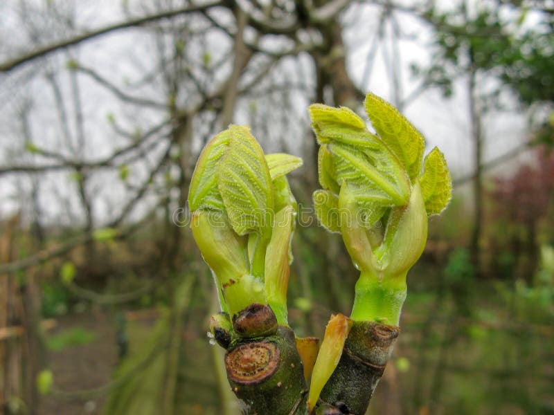 Oak Leaf Buds, Selective Focus Stock Image - Image of tree, branch ...