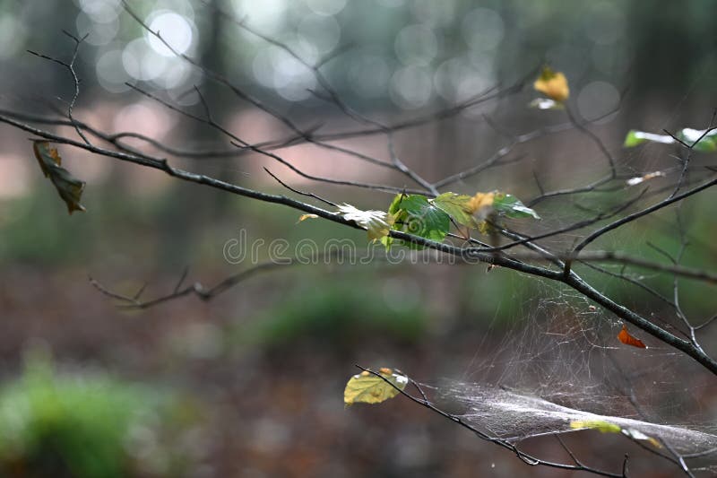 Close Up of Branch with Leaves and Spider Web in Forest Stock Photo ...