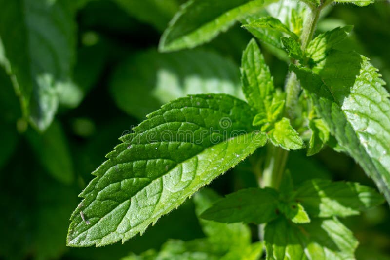 Close Up on a Branch of Mint Stock Photo - Image of suns, rays: 151410796