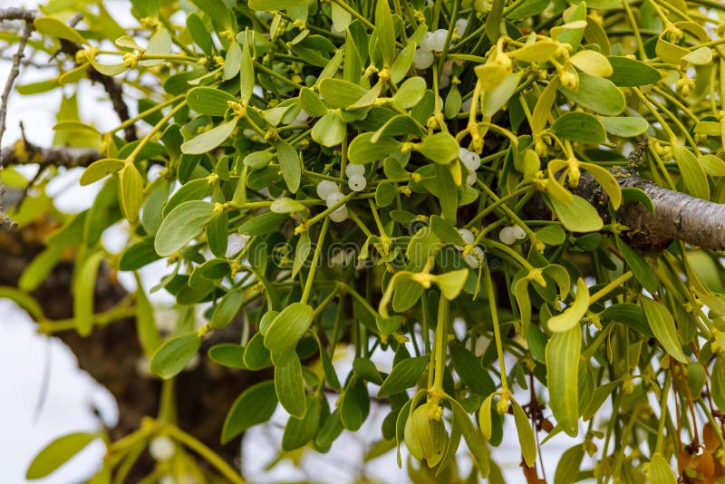 Mistletoe on an Old Tree in Autumn Stock Photo - Image of december ...