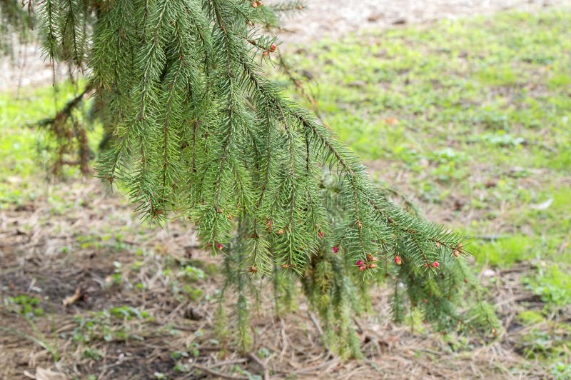 Close Up Branch Picea Omorika Tree at Amsterdam the Netherlands 21-3 ...