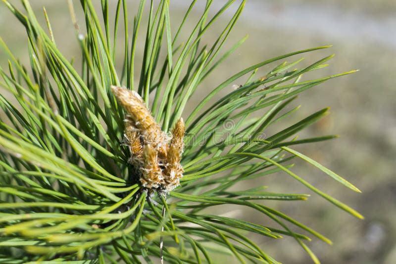Close Up Branch of Pine Tree. Green Branch in Forest Stock Photo ...