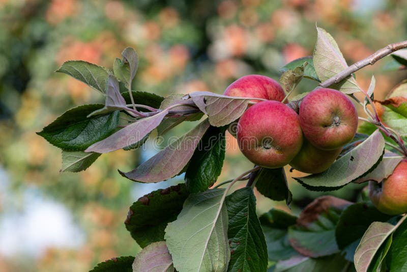 Cider apples stock photo. Image of outdoor, horticultural - 158603878