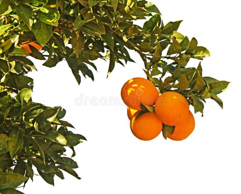 Branch with ripe oranges stock image. Image of close - 110919467