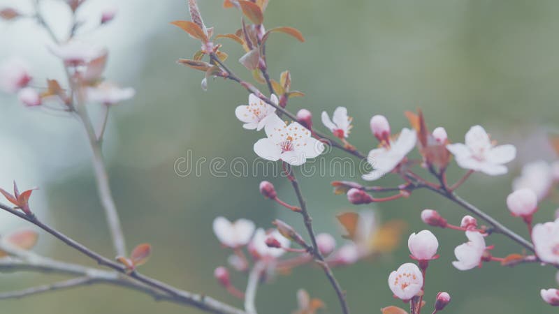 Branch of Sakura Flowers. Pink Flowers of Cherry Plum Tree. Pink Cherry ... Branch of Sakura Flowers. Pink Flowers of Cherry Plum Tree. Pink Cherry ...