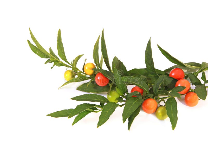 Close-up of a Branch of Solanum Pseudocapsicum Stock Image - Image of ...