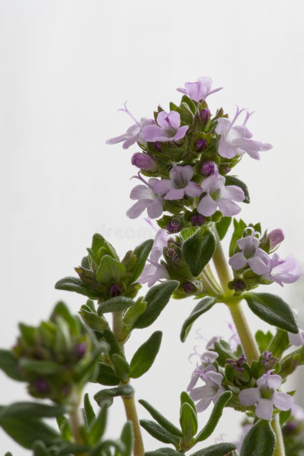 Thyme in flower stock photo. Image of condiment, branch - 218440054