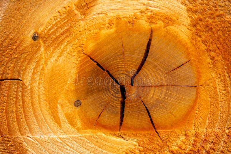 Close-up of a Branch in the Trunk Stock Image - Image of trunk, ring ...
