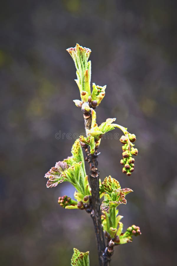Young Budding Leaves in Spring Stock Photo - Image of leaf, branch ...