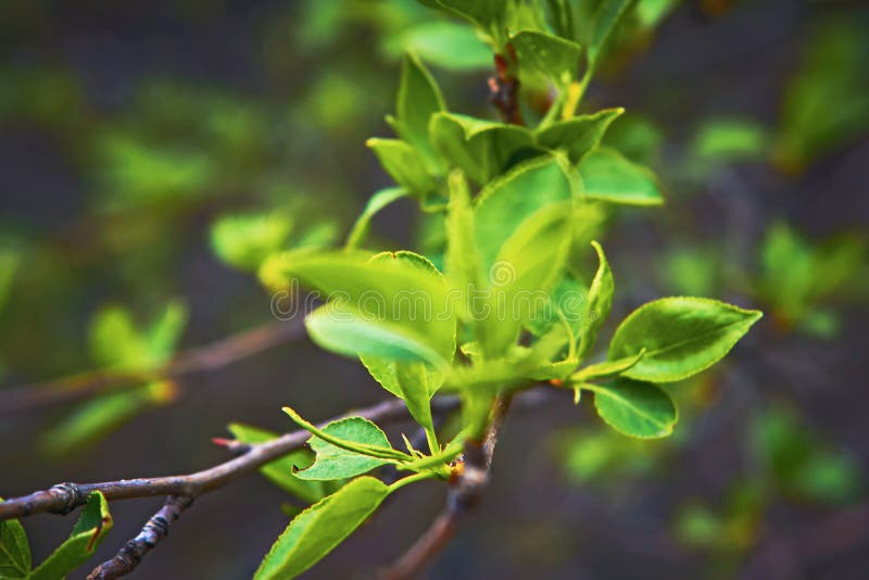 Young Budding Leaves in Spring Stock Image - Image of beautiful, color ...