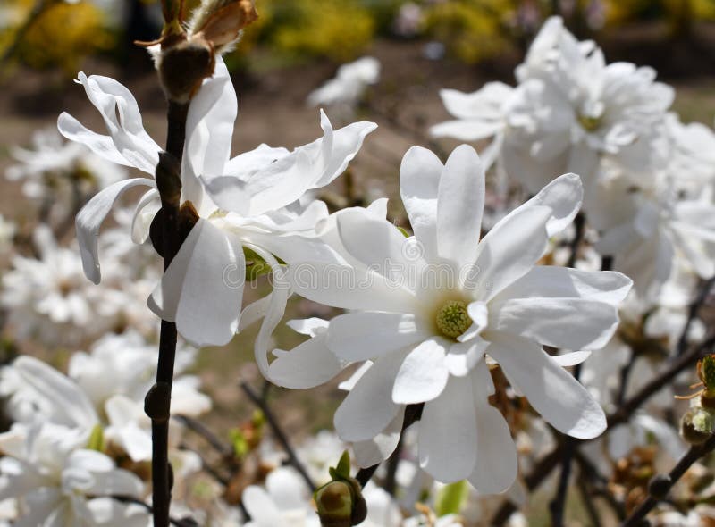 Close-up on Branches on Blooming Magnolia Flowers in Spring Stock Image ...