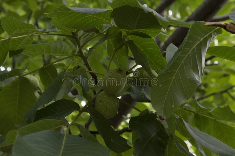 Close-up: Branches of Common Walnut with Green Fruits Stock Image ...