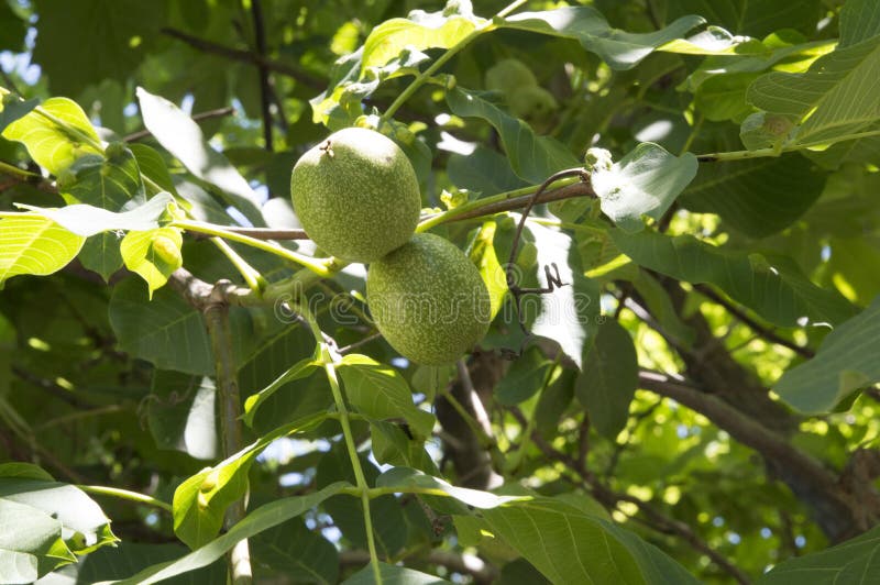 Close-up: Branches of Common Walnut with Two Green Fruits Stock Image ...