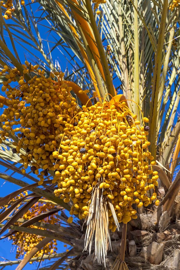 Branches of Dates Palm with Fresh Dates on it Stock Image - Image of ...