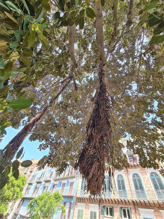 Close Up of Branches of a Ficus Macrophylla Stock Image - Image of ...