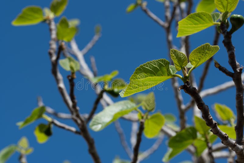 Close Up of Branches of a Fig Tree in Spring. the Green Leaves are ...