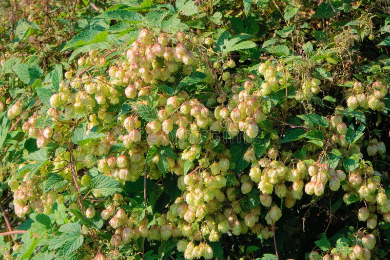 Humulus lupulus stock image. Image of blooming, flowerf - 280511757