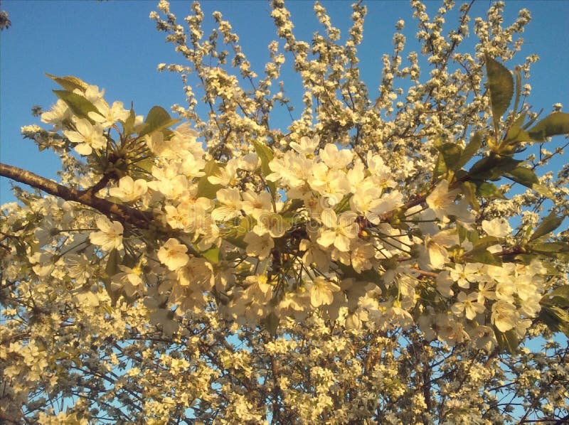 Prunus serrulata Lindl. stock image. Image of serrulata - 203578187