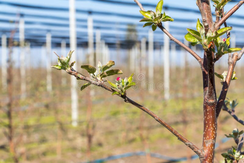 Close Up Branches of the Golden Delicious Apple Tree in March, Serbia ...