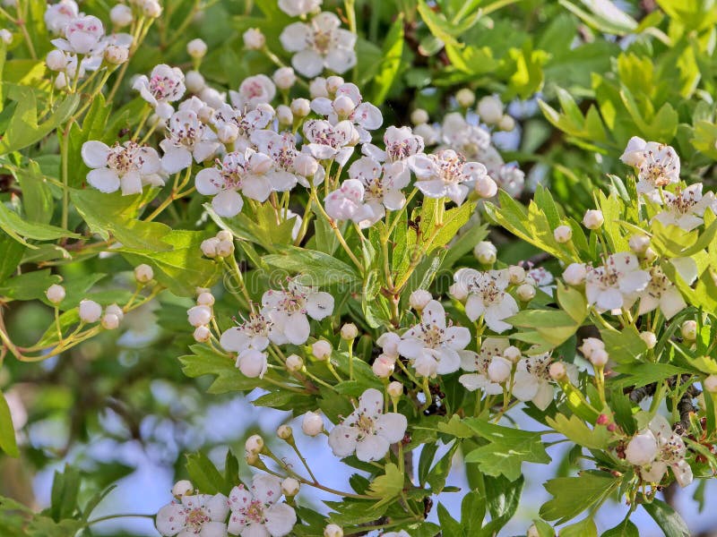 Close Up Branches of Hawthorn in Full Bloom Stock Photo - Image of ...