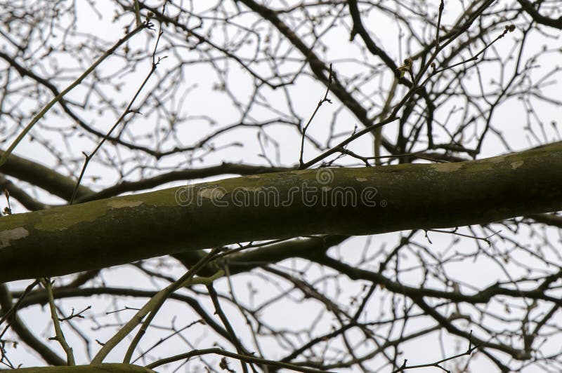 Close Up Branches of a Platanus Hispanica Tree at Amsterdam the ...