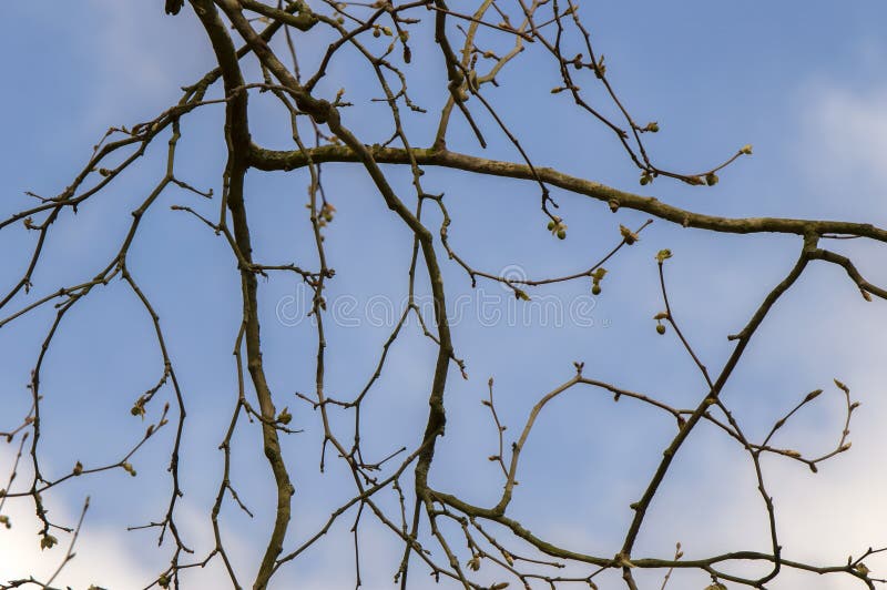 Close Up Branches of a Platanus Hispanica Tree at Amsterdam the ...
