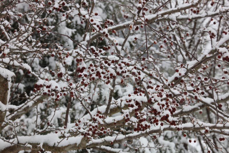 Close Up of the Branches of a Prairie Fire Crabapple Filled with Red ...