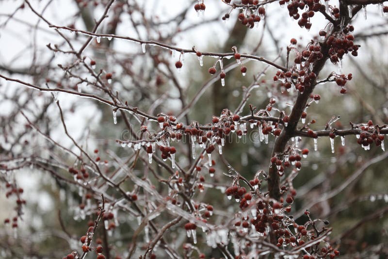 Close Up of the Branches and Red Berries of a Prairie Fire Crabapple ...