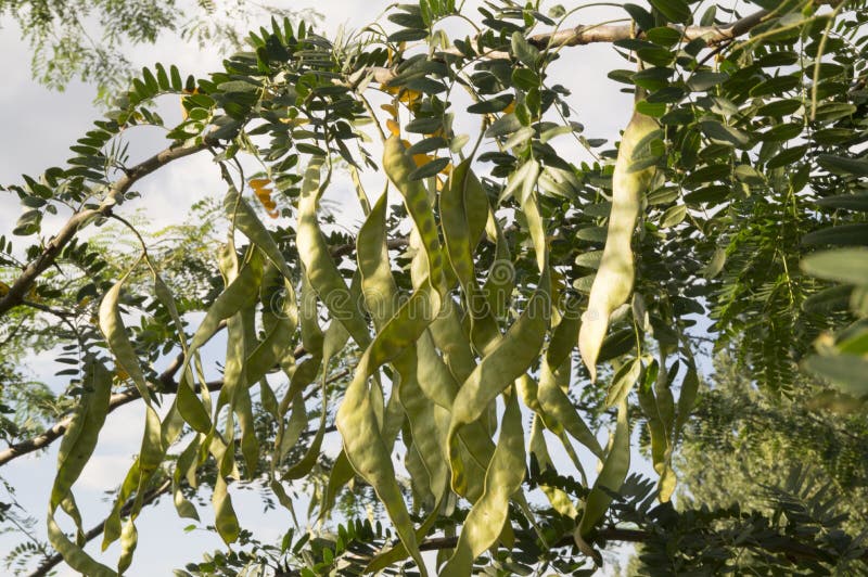 Close-up: Branches of Thorntree Acacia with Plenty Long Big Seed Pods ...