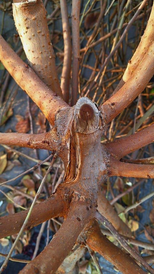 A Close-up of the Branches of a Tree, Each Stretching in Different ...