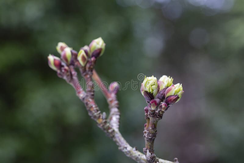 Close-up of Branches of Trees and Shrubs with Buds and First Leaves in ...