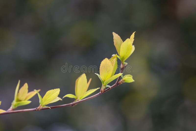 Close-up of Branches of Trees and Shrubs with Buds and First Leaves in ...