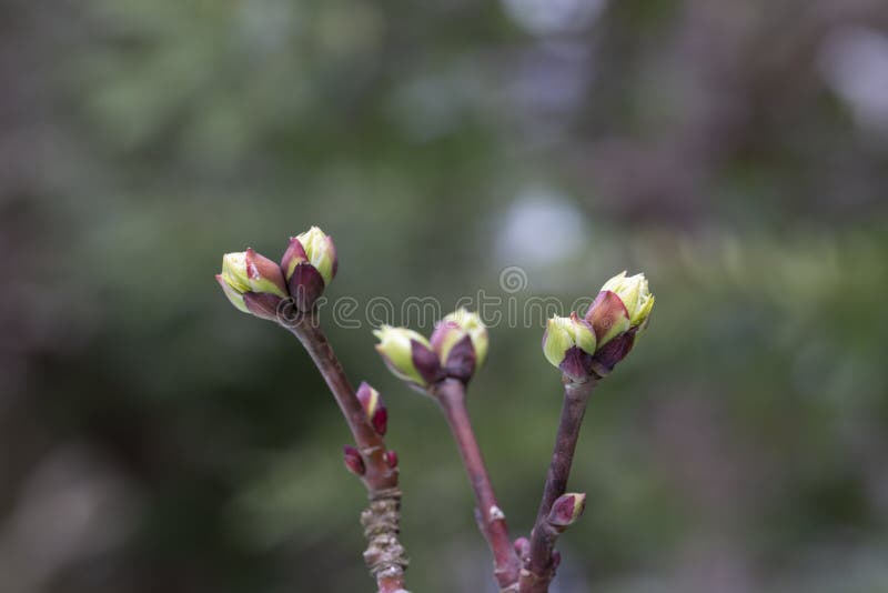 Close-up of Branches of Trees and Shrubs with Buds and First Leaves in ...
