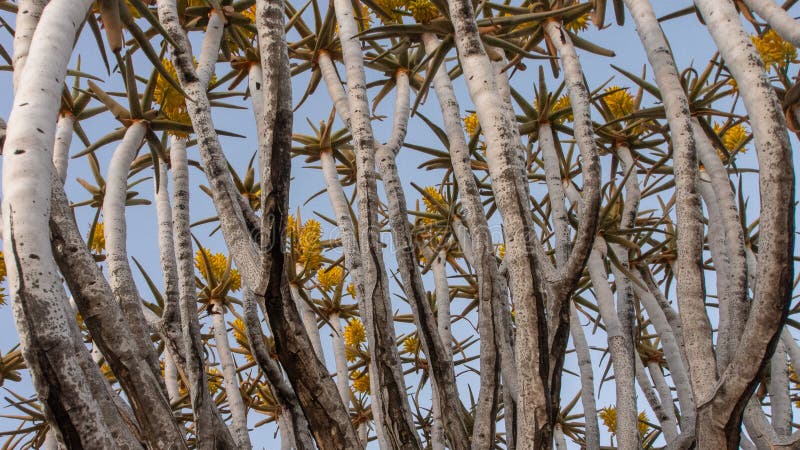 Close Up of Branches and Yellow Flowers of a Quiver Tree in Full Bloom ...