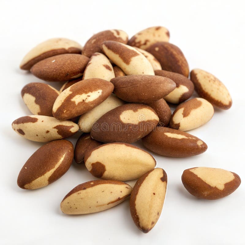 Close-up of Brazil Nuts on White Background Stock Illustration ...
