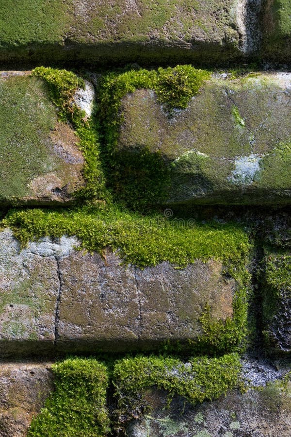 Detail of Old Brick Wall with Green Moss Stock Photo - Image of mossy ...