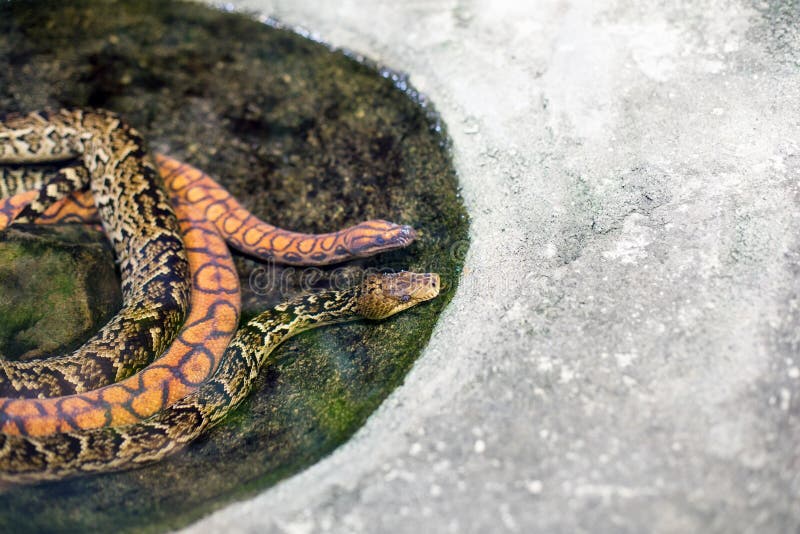 Close Up of the Bright, Big Snake Stock Image - Image of head, floor ...