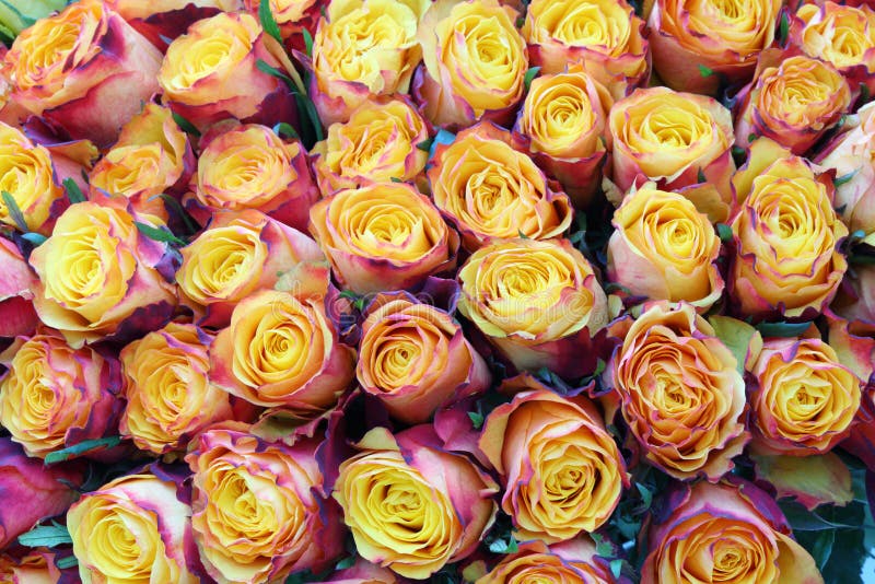 Close Up Bright Bunch Freshly Cut Roses Stock Photos - Free & Royalty ...