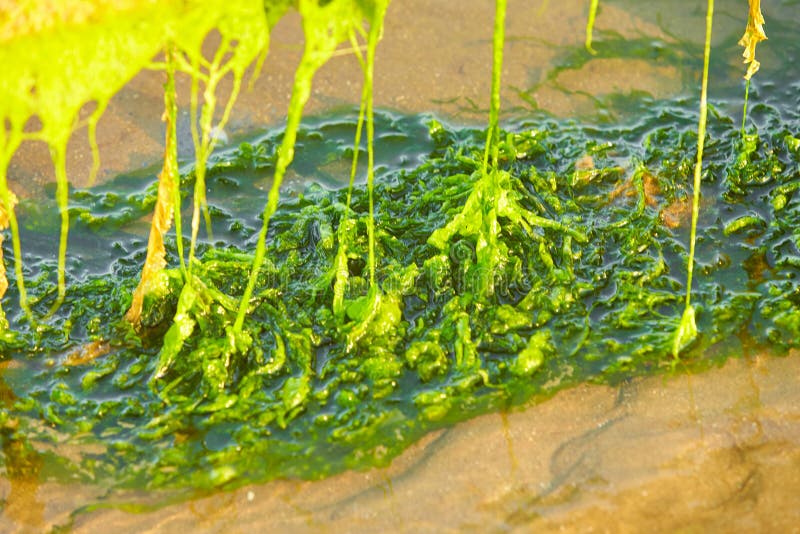 Close-up of Bright Green Algae Background. Green Algae from Irish Sea ...