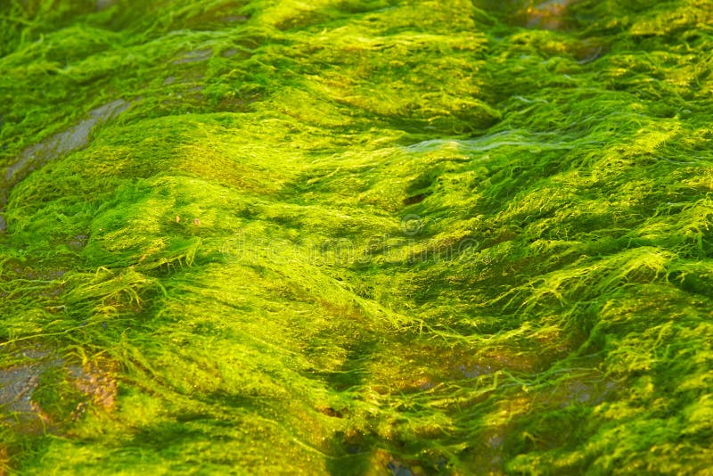 Close-up of Bright Green Algae Background. Green Algae from Irish Sea ...