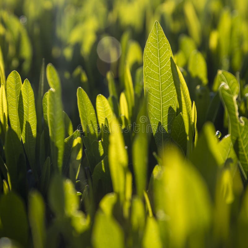 Close-up of Bright Green, Lance-shaped Leaves, Broadleaf Hopbush, Stock ...