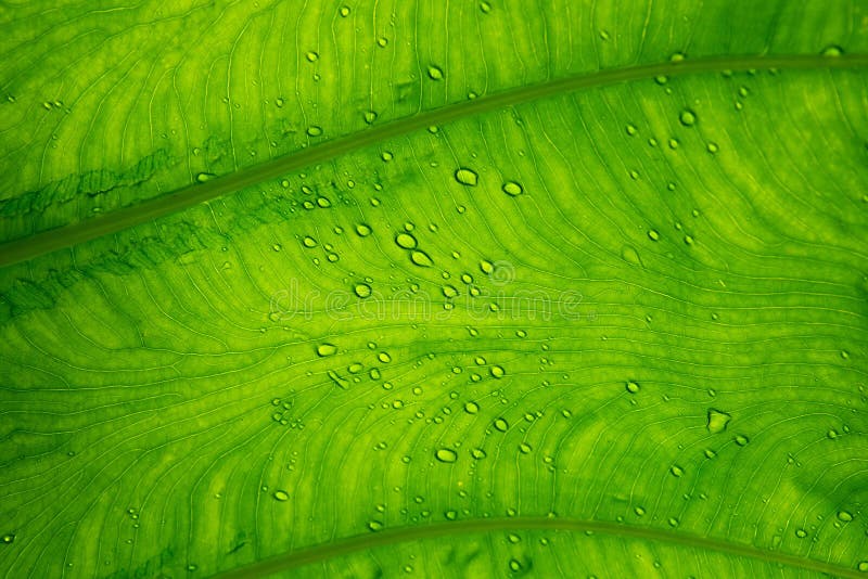 Close Up Bright Green Leaf with Water Drops for Textured Background ...