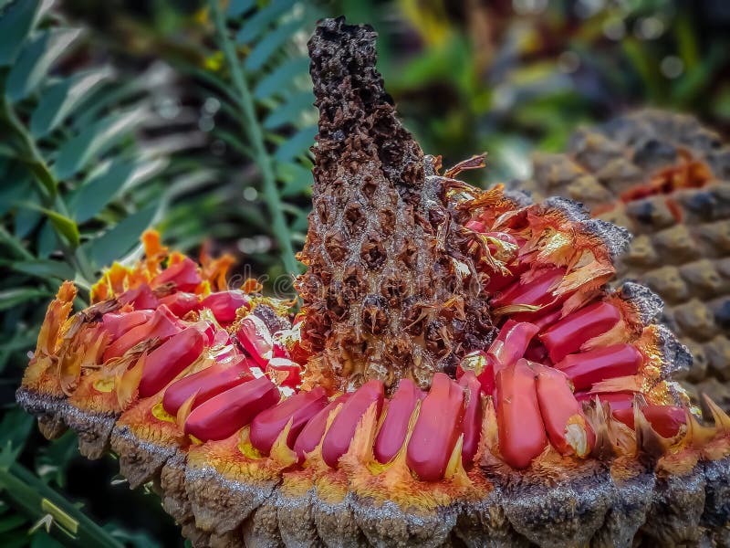 Cycad with Orange Fruit Seeds. Stock Photo - Image of beautiful ...