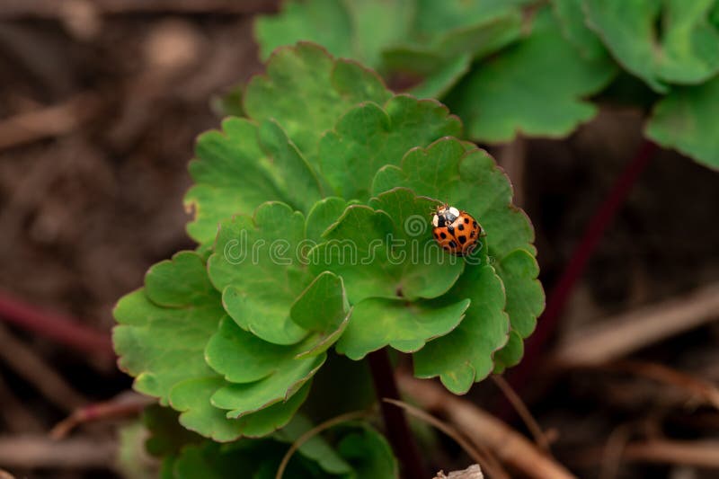 Macro View of Ladybug Crawling on Leaf Stock Image - Image of quiet ...