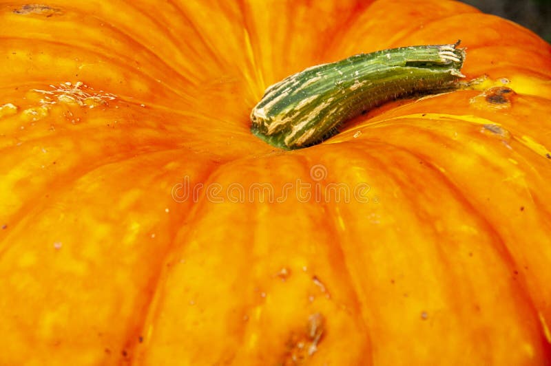 Close Up of Orange Pumpkin Showing Stem Stock Photo - Image of healthy ...