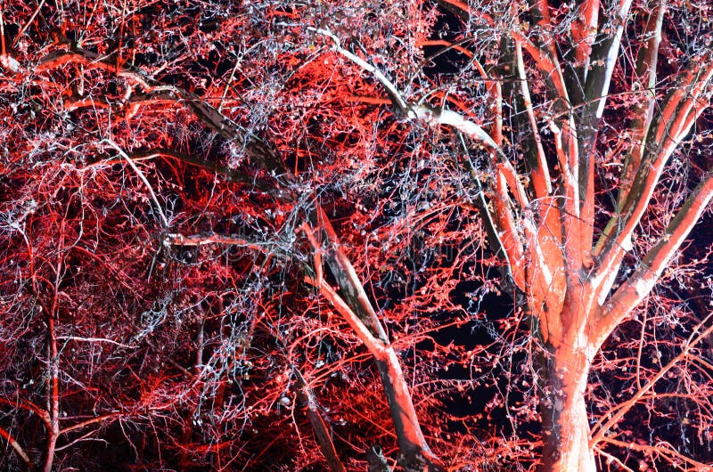 Close Up of Bright Red Light on Tree Stock Image - Image of lights ...